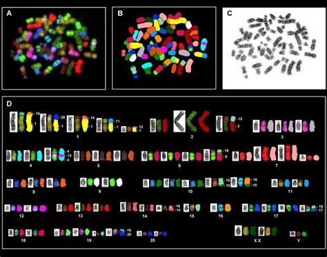 Spectral Karyotyping Of A Rat Cfsc 2g Cell Metaphase A Rgb Image