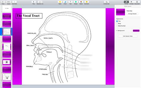 Vocal Tract 2 Diagram Quizlet