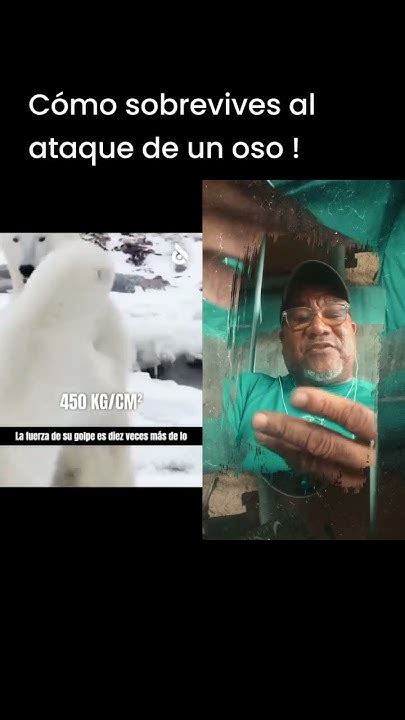 Cómo Sobrevivir Al Ataque De Un Gran Oso Negro Automobile