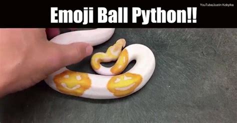 A Python Owner Just Bred An Emoji Ball Python And It S Amazing