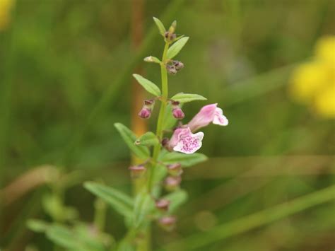 Taxonomy Lamiaceae