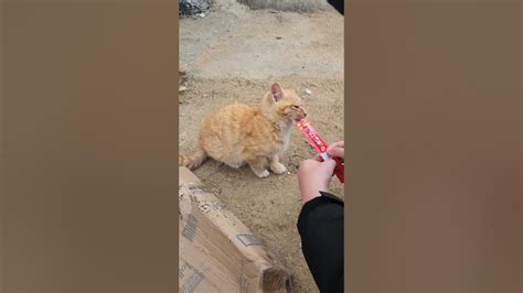 츄르 먹는 냥이 Youtube