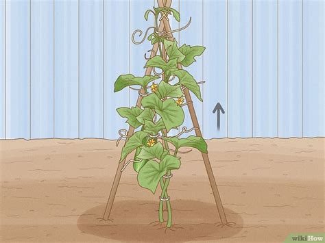 How To Prune Cucumber Plants Simple Trimming Tips