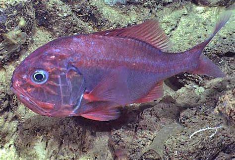 Shorefishes Of The Greater Caribbean Online Information System The