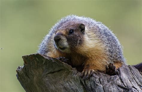 Yellow Bellied Marmot In Sequoia National Park Couldnt Fi… Flickr