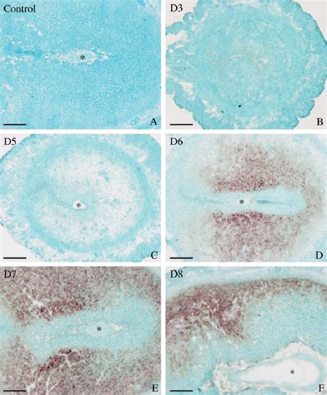 in situ hybridization of tdo2 expression in mouse uteri during early