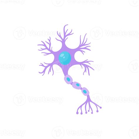 Human Sensory Neuron Model For Biology Studies 14568150 Png Human Sensory Neuron Model For Biology Studies 14568150 Png