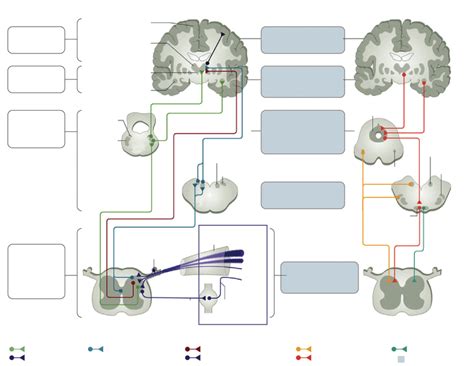 Peripheral Sensitization Leads To And Maintains Central Sensitization Download Scientific Diagram