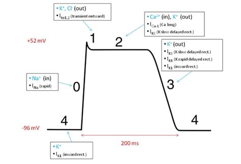 2 Cases Of Arrhythmogenic Syncope In Adolescents