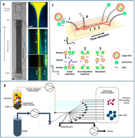 Lab On Chip For Exosomes And Microvesicles Detection And Characterization Exosome Rna