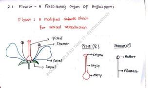Chapter Sexual Reproduction In Flowering Plants Part Pdf