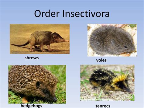 Insectivora Examples