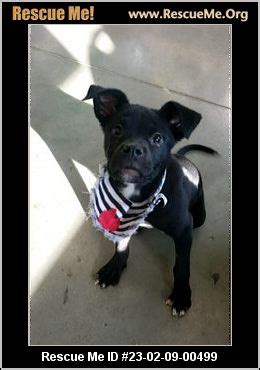 North Dakota Mutt Rescue Adoptions Rescue Me