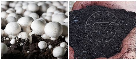 How To Dispose Of Spent Mushroom Substrate Into Fertilizer