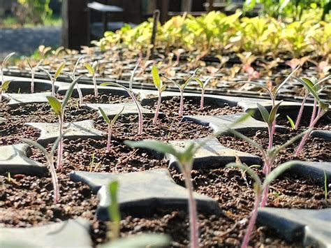 Seed Science And Technology Laboratory Institute Of Crop Science