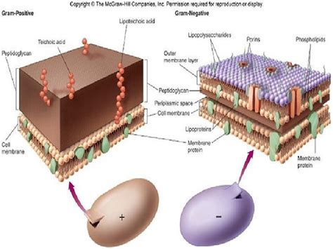 DIFFERENTIAL STAIN Biology And Biotechnology Department Differential Stain