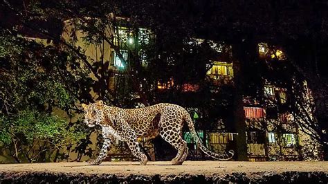 Death Leopard Kills Six Year Old Girl In Jharkhands Palamu Division Telegraph India