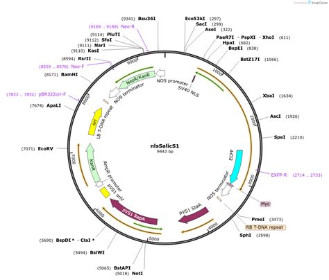 Addgene Nlssalics1