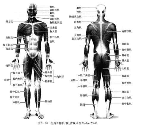 运动器官 · 骨骼肌 知乎