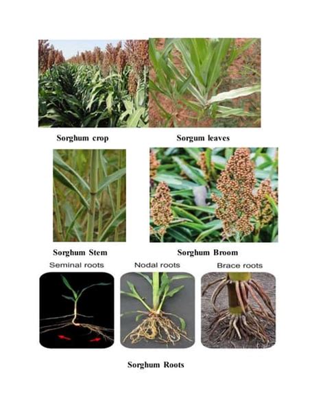 Crop Agronomy Identification And Disease Identification Pdf