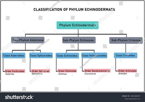 Flowchart Classification Animal Kingdom Classification Ranks Stock