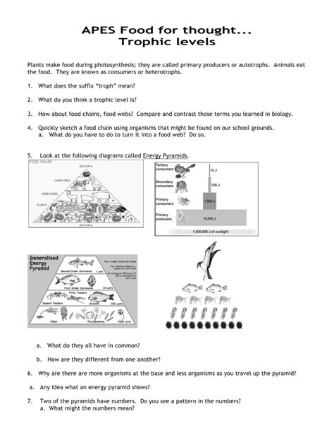 Trophic Levels And Energy Pyramids Worksheet