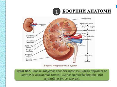 БӨӨР БА ШЭЭС Анагаахын оюутны мэдлэгийн санд Facebook
