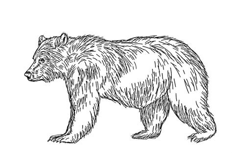 Распечатать медведя