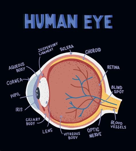 Download Components Of Human Eye Illustration About Anatomy And