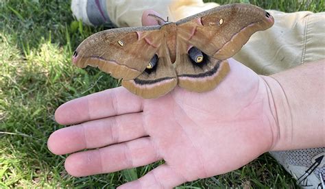 Polyphemus Moth