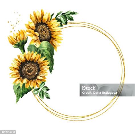 해바라기 장식 프레임 흰색 배경에 고립 된 손으로 그린 수채화 그림 수채화에 대한 스톡 벡터 아트 및 기타 이미지 수채화