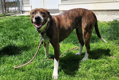 Meet Bailey Mitzy And Mr Bean And Theyre Up For Adoption