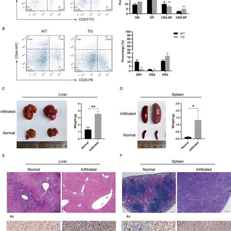Ectopic Expression Of Lmo2 Caused Typical Thymocyte Development