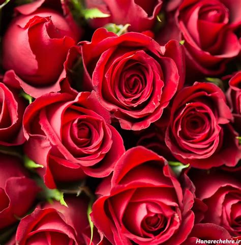 20 عکس از زیباترین گل برای پروفایل شما