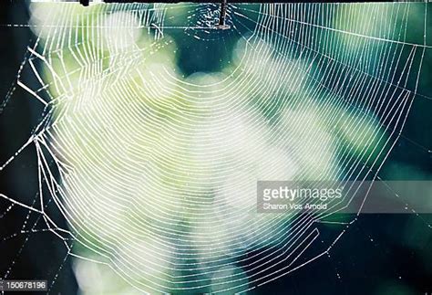 Spider Tack Photos And Premium High Res Pictures Getty Images