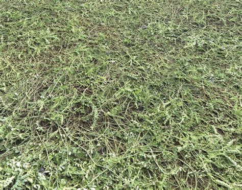 Ground Terrain Grass Pbr Pack 6 3d Texture By 32cm