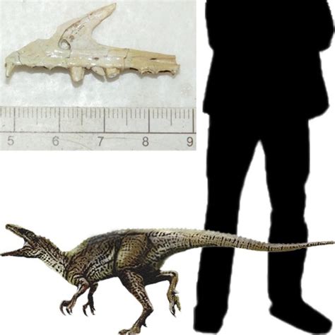 Agnosphitys Pictures And Facts The Dinosaur Database