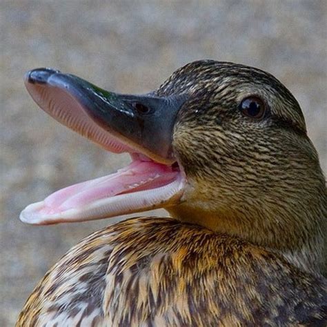 Кряканье утки 62 фото