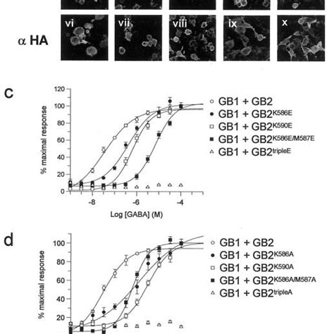 Residues Within The Second Intracellular Loop Of Gaba B2 Are Critical