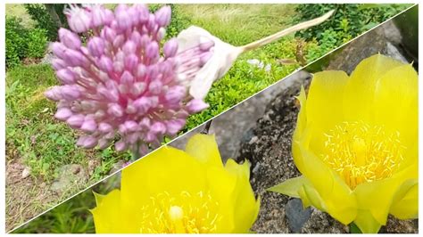 알리움닮은 꽃여름꽃은 강렬함이다시원한 느낌의 수경식물한번 씨뿌려 해마다 풍성한 꽃보기 Youtube