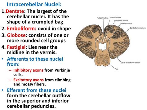 Ppt Cerebellum Powerpoint Presentation Free Download Id1938775