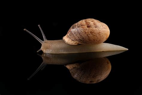 How Do Freshwater Snails Reproduce The Reproduction Process Of