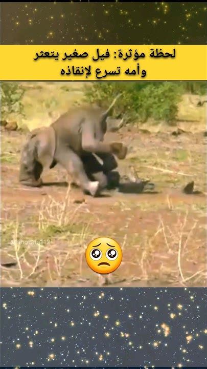 شاهد ردة فعل الام لحظة تعثر الفيل الصغير 🥺💯 Shorts Animals فيل Youtube