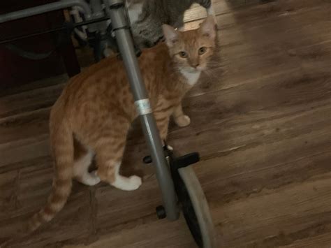 Pippi Cat R And T Loving Paws Inc