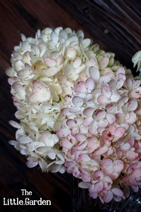 Pee Gee Hydrangea A Stunning And Versatile Shrub For Your Garden The Little Garden