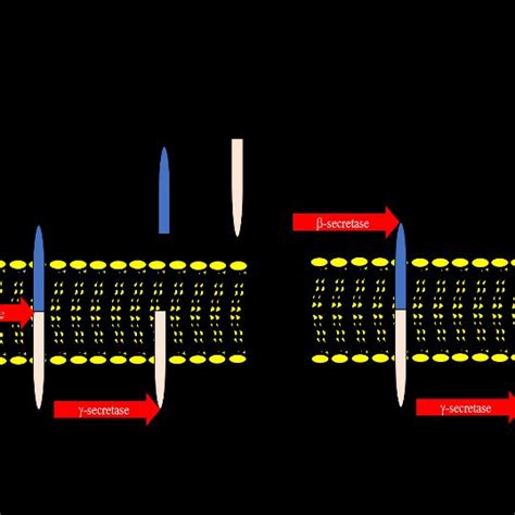 Pathways For The Processing Of Amyloid Precursor Protein App A