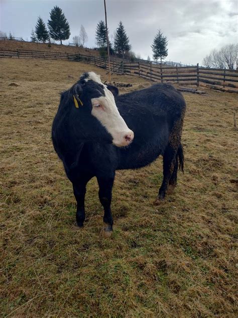 Vând O Vacă O Junincă Un Taor Colibita • Olxro
