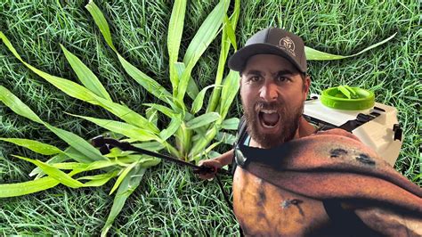Johnson Grass Vs Crabgrass Spot Stop And Save Your Yard Now