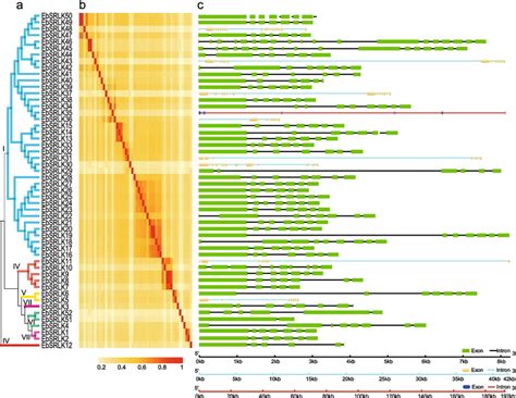 Phylogenetic Relationships Protein Sequence Identities And Gene