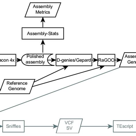 Schematic Of The Method Used For Genome Assembly And For Transposable